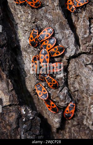 Fire bugs (Pyrrhocoridae) on a tree trunk, Germany Stock Photo - Alamy