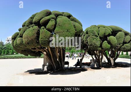 Cypresses, mediterranean cypress (Cupressus sempervirens), Parque del ...