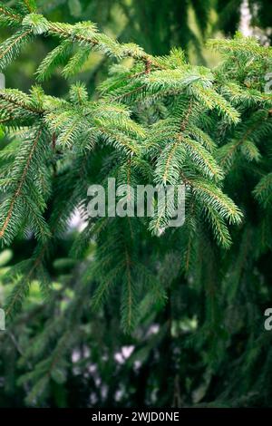 Background of the branches of trees. Spruce bud to blossom in the ...