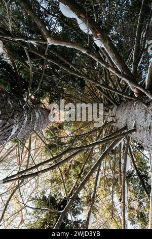 Two trees growing from the same place and fused with roots and branches ...