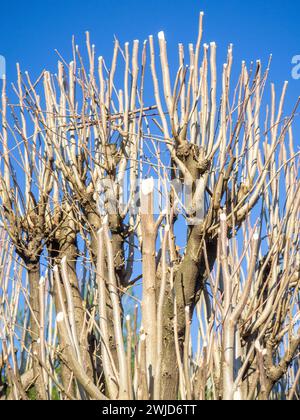 Bush without leaves with pruned branches in a green park. One plant ...