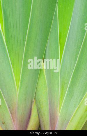 Iris leaves, Schreiners Iris Gardens, Keizer, Oregon Stock Photo - Alamy