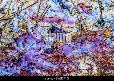 Coloful Stone Walkway Abstract Background Fall Leaves Kinkaku-Ji Rokuon ...
