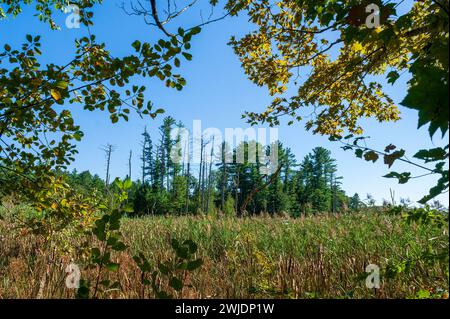 The bare branches of a stand of maple trees in winter Stock Photo - Alamy