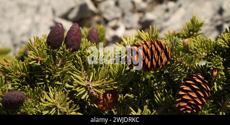 Open and closed Engelmann Spruce (Picea engelmannii) cones on a branch ...