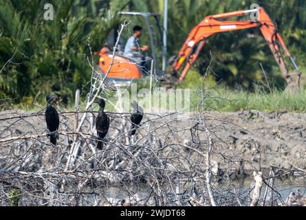 Flock of cormorant at the edge of a pond Stock Photo - Alamy