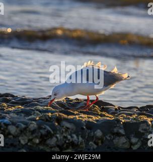 Close-up of seagull searching for food in the sea among the waves Stock ...