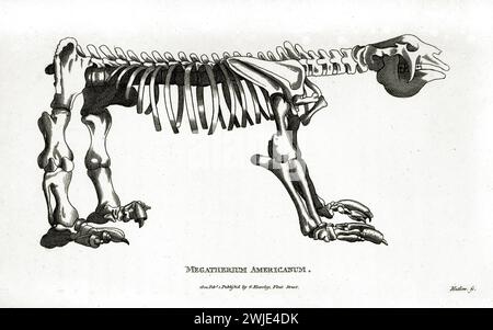 Megatherium Skeleton