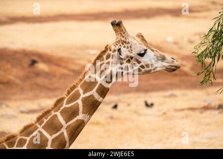 Giraffe feeding at Monarto Safari Park, South Australia Stock Photo - Alamy