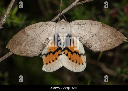 Fallen Bark Moth, female Stock Photo - Alamy