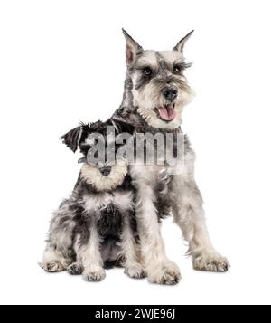 Two white and gray miniature schnauzer dogs sit side by side on a light ...