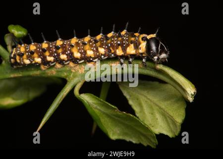Dainty Swallowtail larva on Finger Lime Stock Photo - Alamy