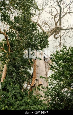 Baobab tree growing in the Arabuko-Sokoke reserve in Gede Stock Photo ...