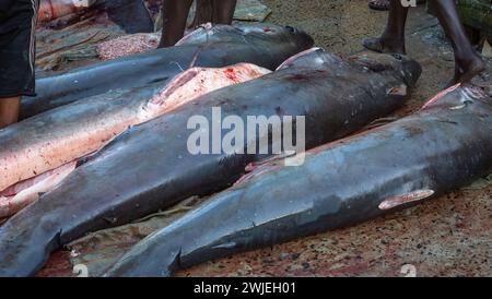 Fishermen cut fins off a number of Common Thresher Sharks (Alopias ...