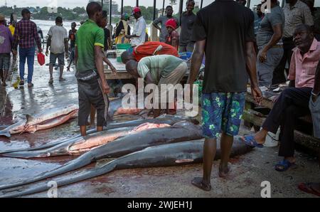 A number of Common Thresher Sharks (Alopias vulpinus) on the ground ...