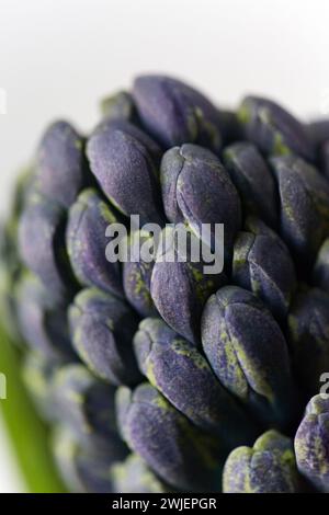 Closed buds of blue hyacinth isolated on white background. Growing ...