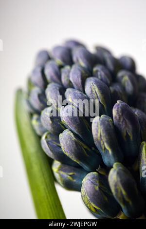 Closed buds of blue hyacinth isolated on white background. Growing ...