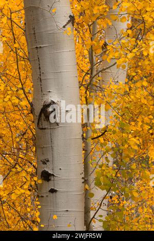 Quaking Aspen (Populus tremuloides) trunk with 'eye' Stock Photo - Alamy
