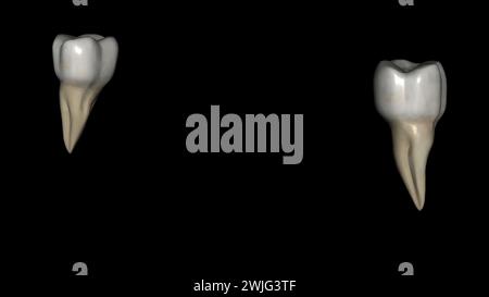 The maxillary second premolar is one of two teeth located in the upper ...