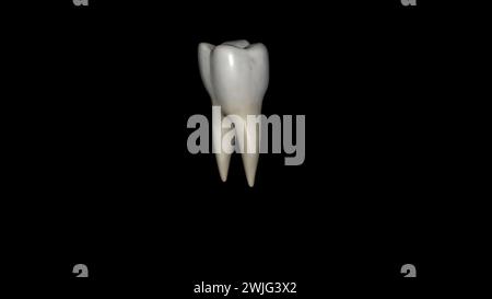 The mandibular first molar usually has two roots, a mesial and a distal ...