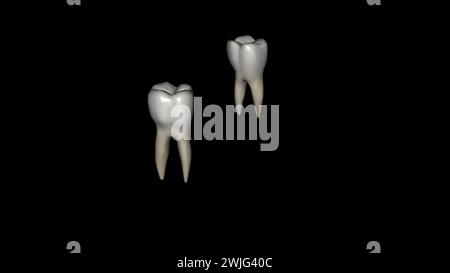 The mandibular first molar usually has two roots, a mesial and a distal ...