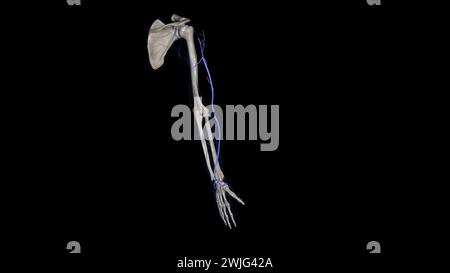 The cephalic vein is a superficial vein of the upper limb and it's one ...