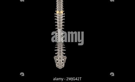 The 7th cervical (C7) vertebra is the largest and most inferior ...