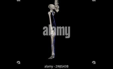 great saphenous vein and small saphenous vein are superficial veins in ...