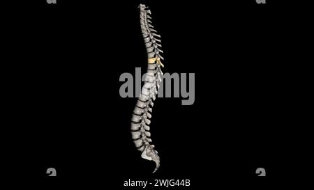 Thoracic Vertebral, T5 Twelve vertebrae are located in the thoracic ...