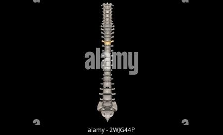Thoracic Vertebral, T5 Twelve vertebrae are located in the thoracic ...