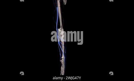 The basilic vein is a large superficial vein of the upper limb that ...