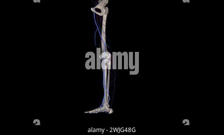 great saphenous vein and small saphenous vein are superficial veins in ...