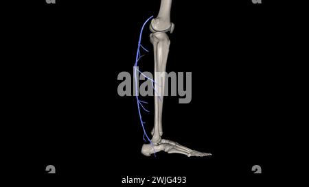 The Small Saphenous Vein (SSV) is a superficial vein of the posterior ...