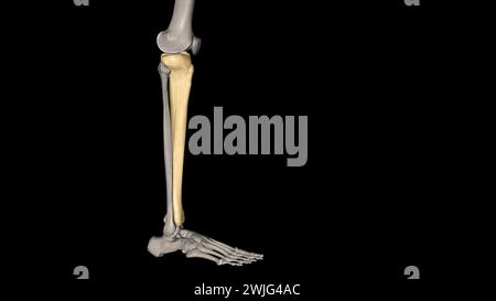 The tibia is the shinbone, the larger of the two bones in the lower leg ...
