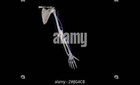 The cephalic vein is a superficial vein of the upper limb and it's one ...