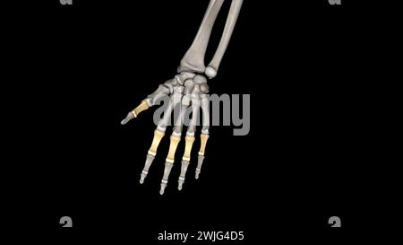 the proximal, or first bone, in the fingers when counting from the hand ...