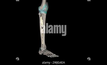 Interosseous membrane of the leg 3d illustration Stock Photo - Alamy
