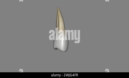 The maxillary second premolar is one of two teeth located in the upper ...