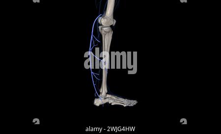 The Small Saphenous Vein (SSV) is a superficial vein of the posterior ...