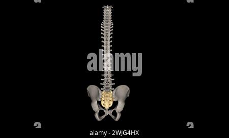 The sacrum is the triangular bone just below the lumbar vertebrae 3d ...
