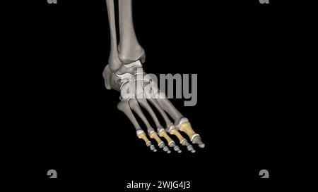 the proximal, or first bone, in the fingers when counting from the hand ...