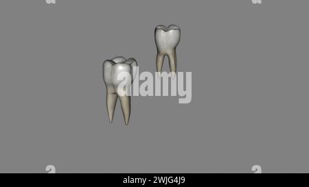 The mandibular first molar usually has two roots, a mesial and a distal ...