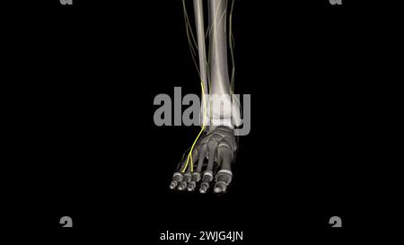 intermediate dorsal cutaneous nerve 3d Stock Photo - Alamy
