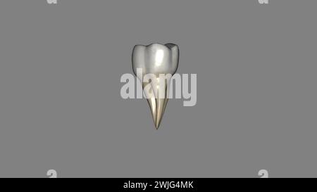 The mandibular third molar is also referred as the wisdom tooth 3d ...