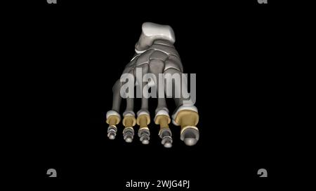 the proximal, or first bone, in the fingers when counting from the hand ...