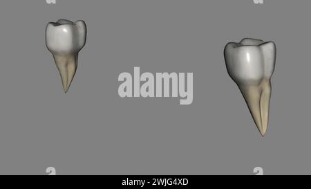The mandibular third molar is also referred as the wisdom tooth 3d ...