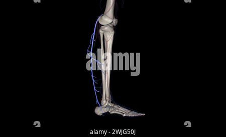 The Small Saphenous Vein (SSV) is a superficial vein of the posterior ...