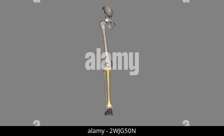 The tibia is the shinbone, the larger of the two bones in the lower leg ...