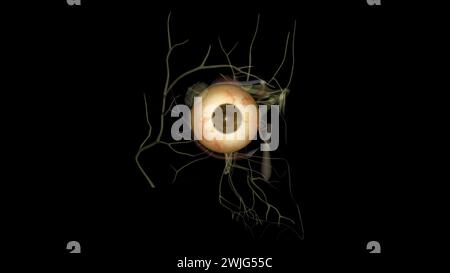 The eye as a camera. Eyeball with cornea and lens, where rays undergo ...