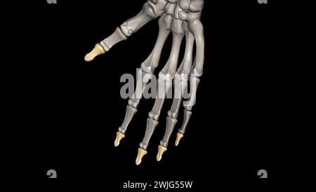 The thumb distal phalanx is a short bone with a rounded tuft at the end ...